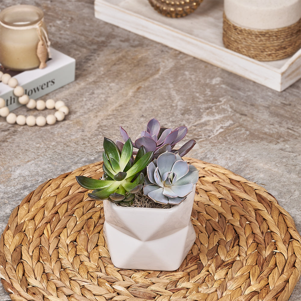 Potted Succulent Trio – Plant gift baskets – Yorkville's Gift Baskets